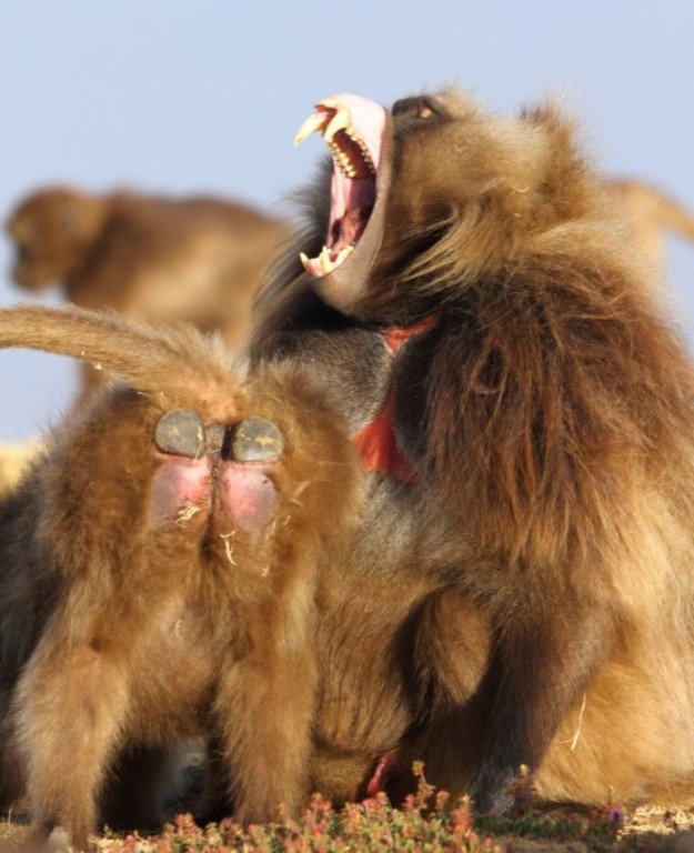 The Geladas of Ethiopia - 10,000 Birds
